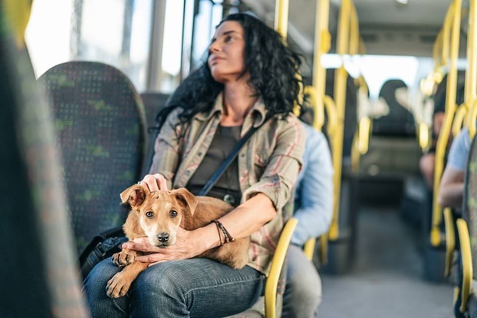CLDF aprova projeto que libera pets com coleira em ônibus e no metrô ...