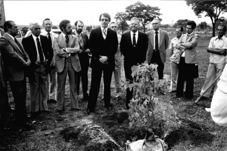 Você sabia? Brasília tem árvore que veio da lua, literalmente; entenda ...