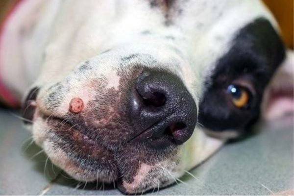 Encontrou um caroço no seu cachorro? Saiba o que pode ser | Metrópoles