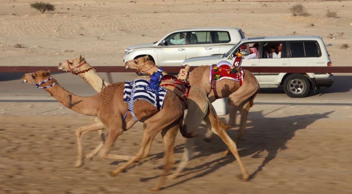 Em Doha, corrida de camelos tem robô como jóquei e prêmios milionários ...