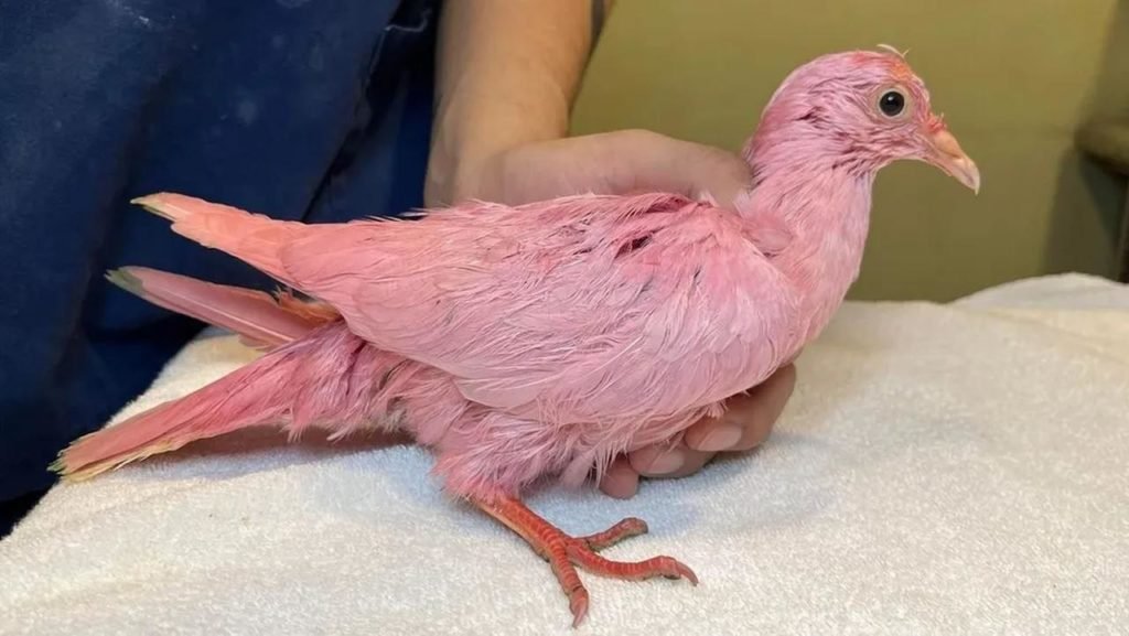 Triste! Pombo pintado de rosa para chá revelação morre intoxicado ...
