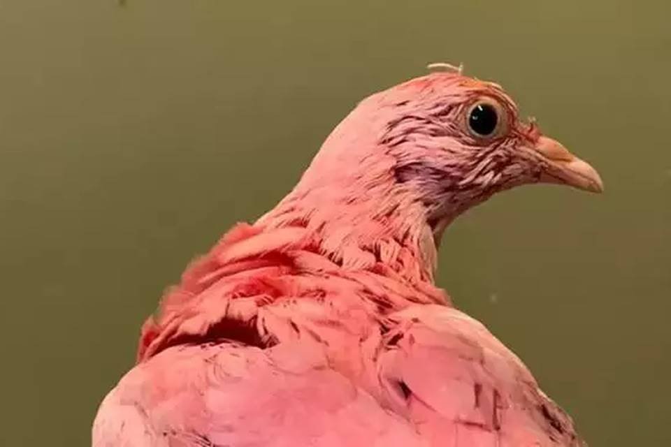 Triste! Pombo pintado de rosa para chá revelação morre intoxicado ...