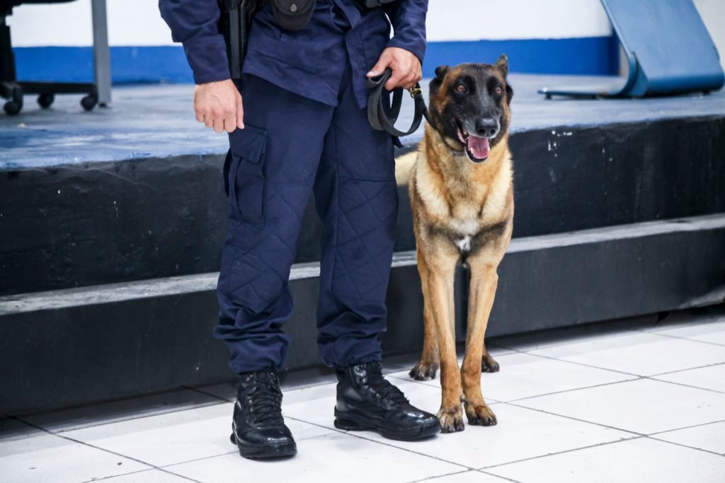 Cães Farejadores Drone E Equipe Da Guarda De Sp Vão Ajudar No Litoral