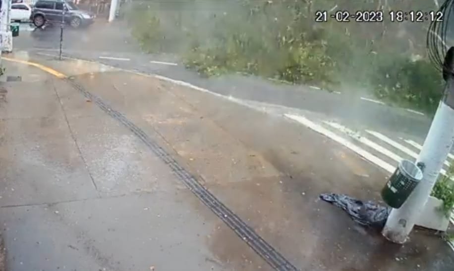 Vídeo: árvore de campus da USP cai em cima de veículos e deixa 5 ...
