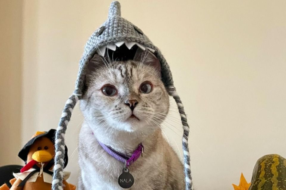 Conheça a gata mais rica e famosa do mundo reconhecida pelo Guinness ...