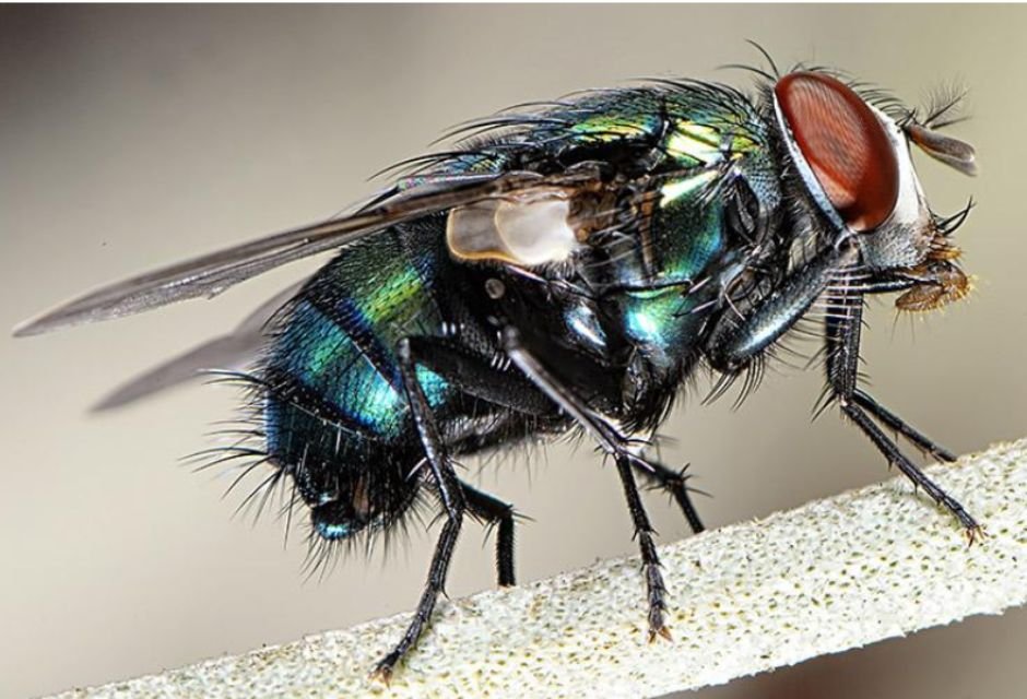 Insetos: descubra as espécies mais comuns no Brasil | Metrópoles