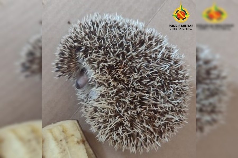 Vídeo: moradora do DF encontra em casa filhote de ouriço que inspirou ...