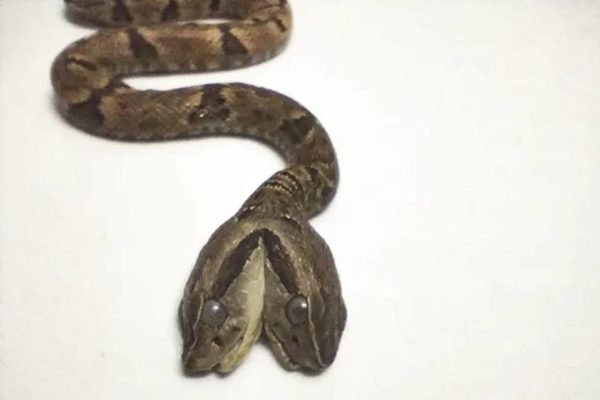 Filhote de jararaca nasce com duas cabeças no Rio de Janeiro | Metrópoles
