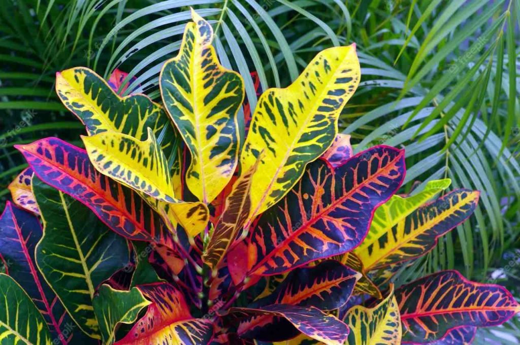 É do Brasil! Conheça 5 flores nativas que são tendência na decoração ...