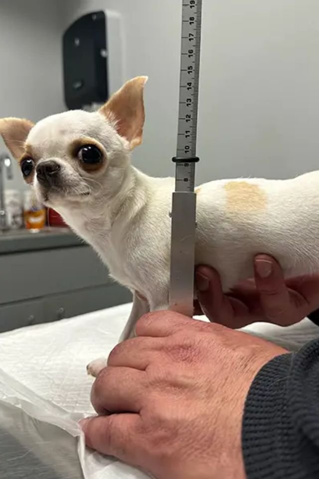 Conheça Pearl, chihuahua de 9 centímetros eleita menor cão do mundo ...