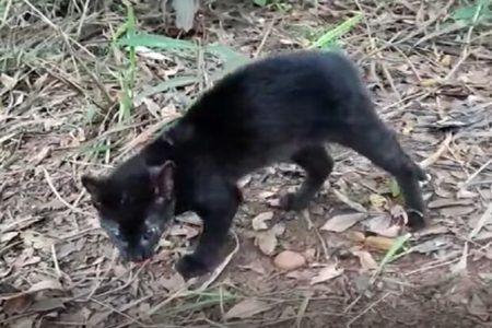 Espécie de gato em extinção é capturada em Dourados (MS) | Metrópoles