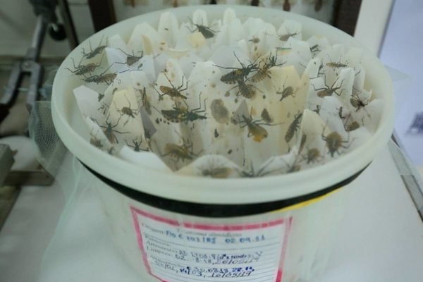 Saúde retoma distribuição de medicamento contra doença de Chagas ...