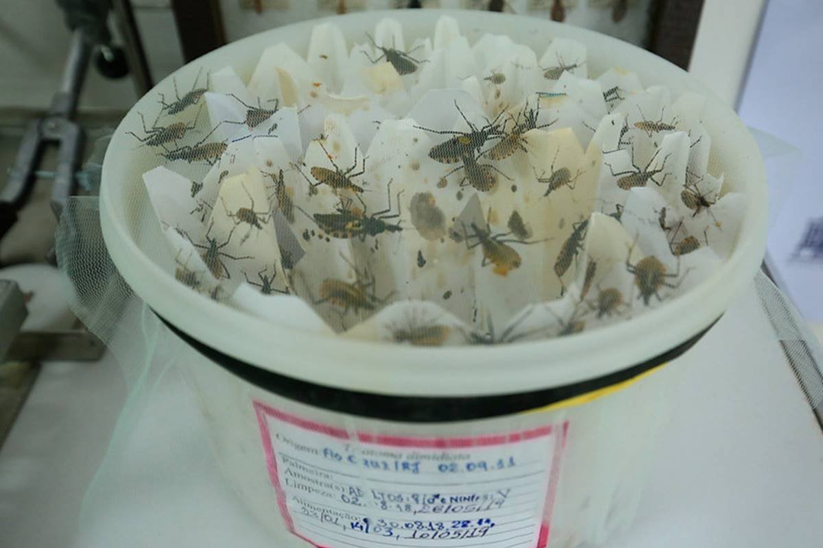 Saúde retoma distribuição de medicamento contra doença de Chagas ...