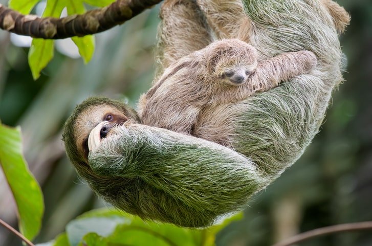 Study finds natural antibiotic in sloths – Archyde