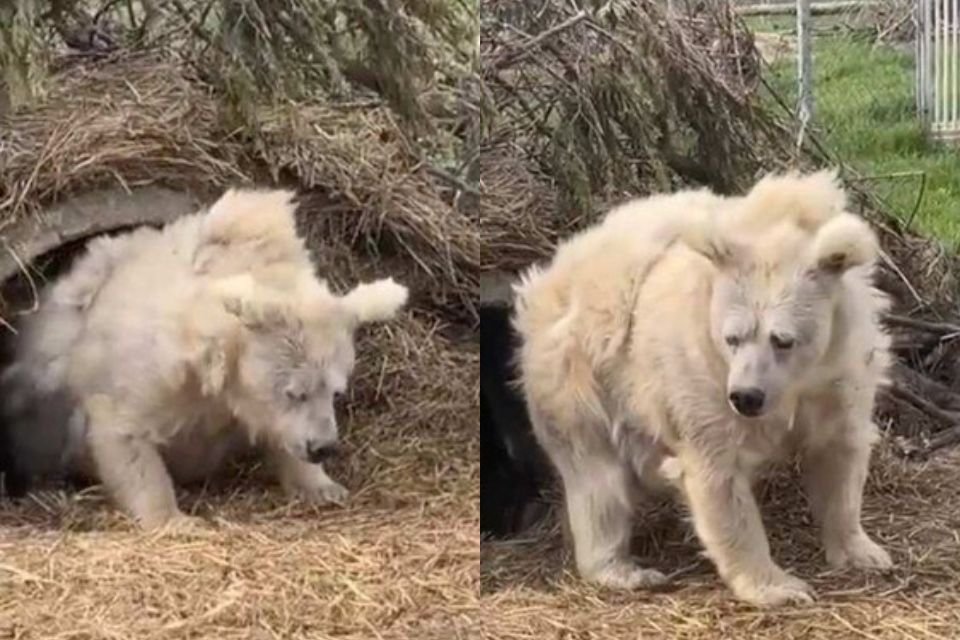 Urso descabelado saindo da hibernação diverte a web: “Me identifico ...