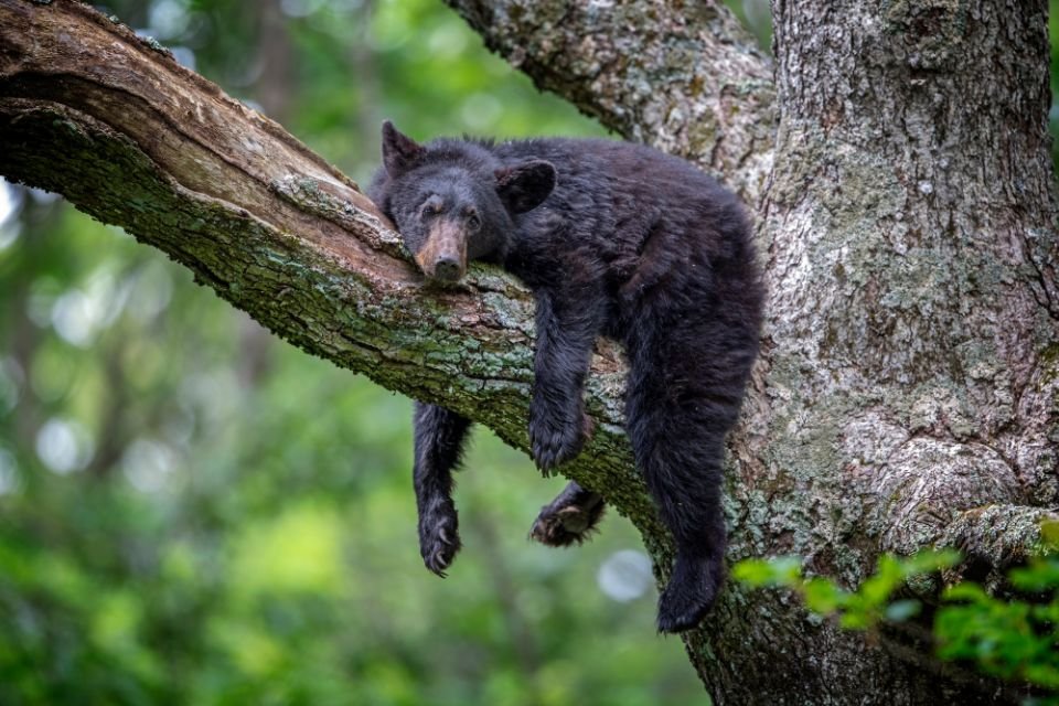 Urso realmente hiberna? A resposta pode surpreender | Metrópoles