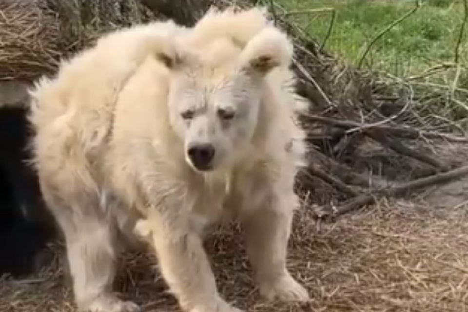 Urso realmente hiberna? A resposta pode surpreender | Metrópoles