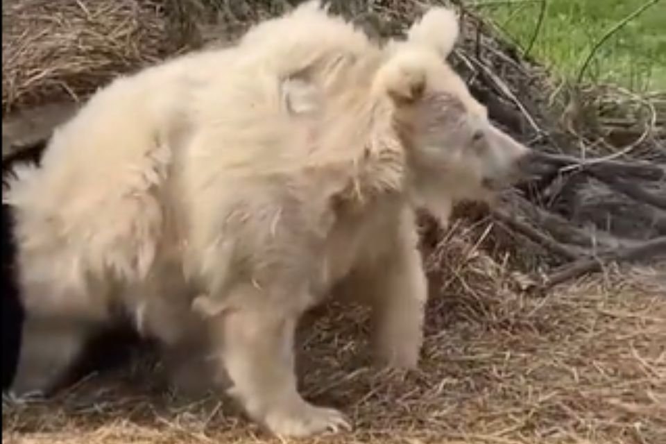 Urso realmente hiberna? A resposta pode surpreender | Metrópoles