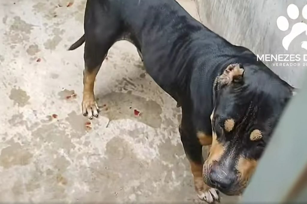 Ataque de pit-bulls: oito pessoas ficam feridas no interior de SP ...