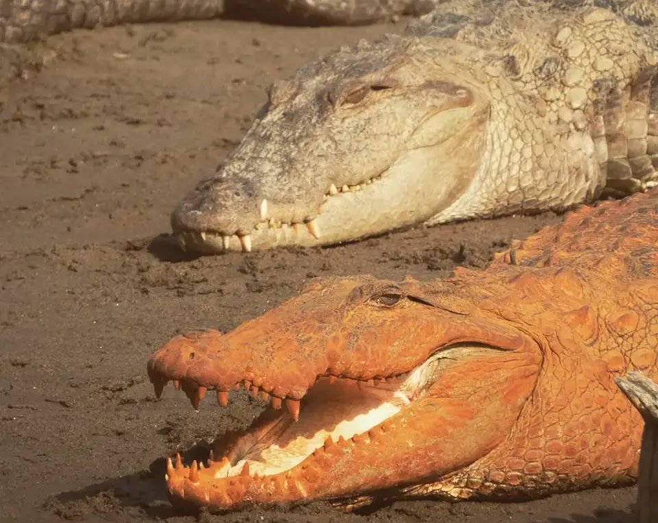 Crocodilos e gaviais de cor laranja são avistados no Nepal | Metrópoles