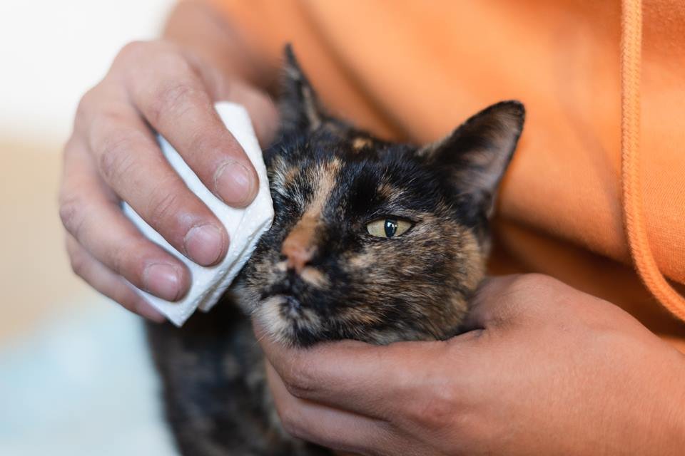 Leucemia felina: saiba os sinais de que o seu gato está com problemas ...