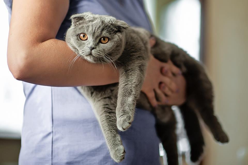 Leucemia felina: saiba os sinais de que o seu gato está com problemas ...