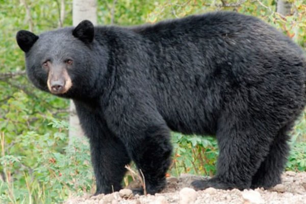 Homem é atacado por urso enquanto tomava café da manhã nos EUA | Metrópoles