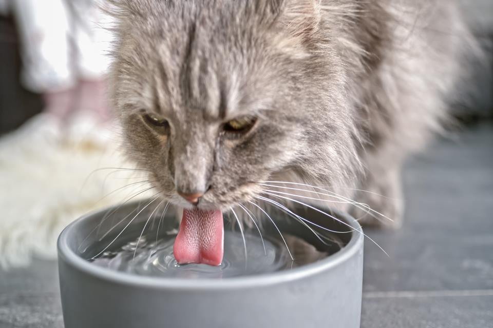 Desidratado? Veterinária dá dicas de como fazer o gato beber mais água ...