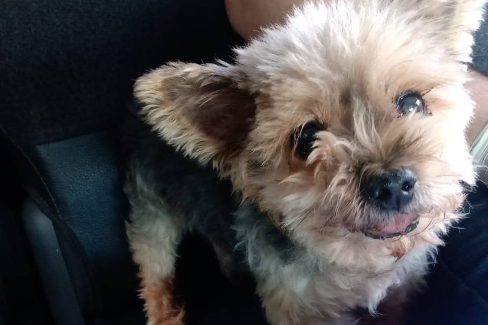 “Denunciem”, pede delegado responsável por resgate de cão vítima de ...