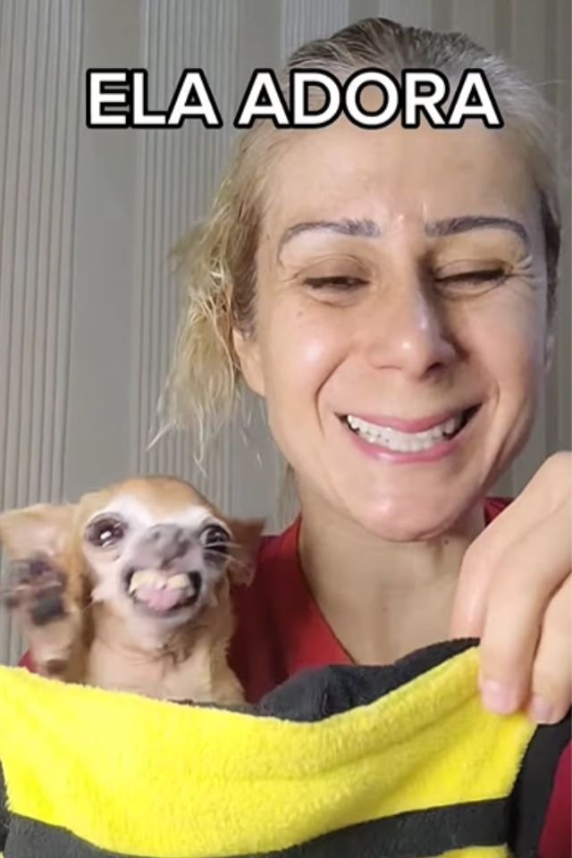 Juju e Pituca: conheça a dupla de pinschers que conquistou a internet ...