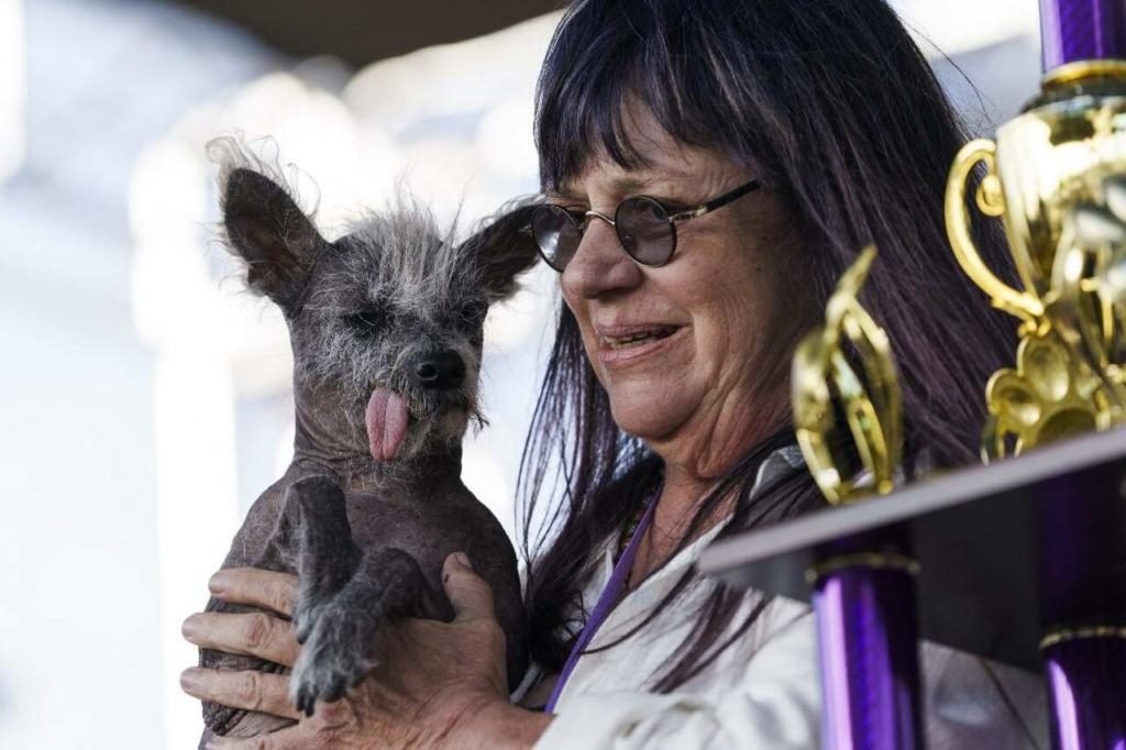 Conheça Scooter, eleito “cão mais feio do mundo” em concurso | Metrópoles
