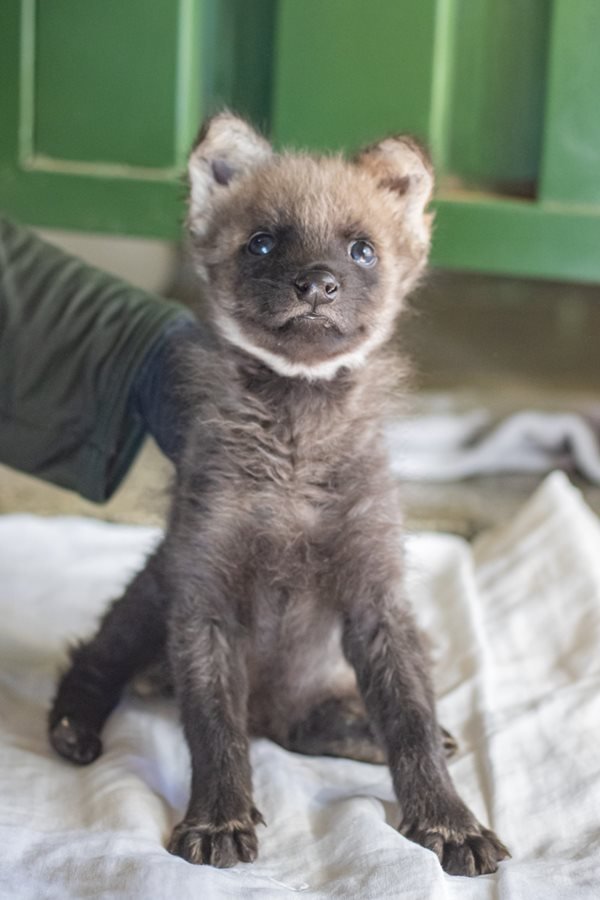 Zoo de Brasília abre votação para “batizar” filhote de lobo-guará ...