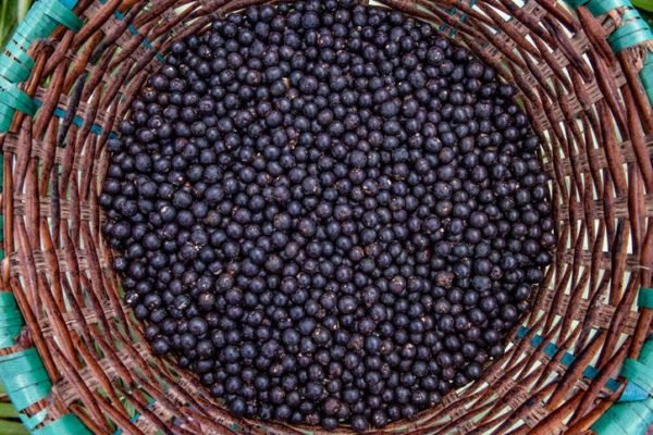 Café de açaí é mais saudável? Entenda os benefícios | Metrópoles