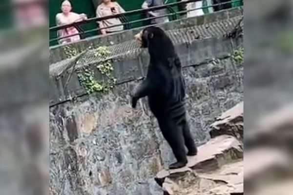 Zoológico da China nega que urso seja homem fantasiado; veja vídeo ...