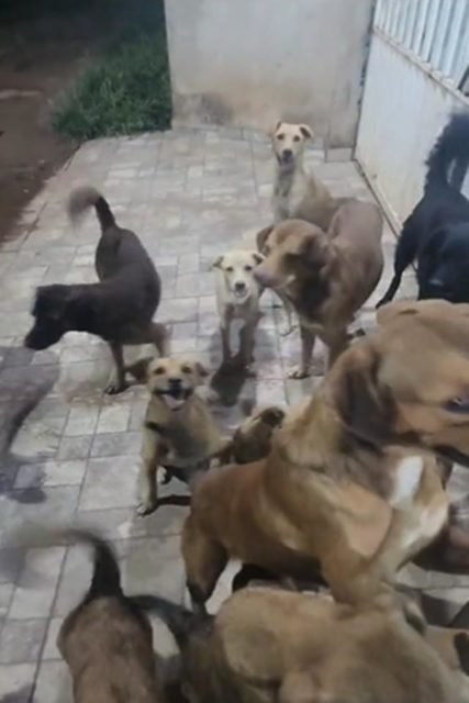Homem viraliza ao gravar a reação dos cães de rua esperando por comida ... Homem viraliza ao gravar a reação dos cães de rua esperando por comida ...