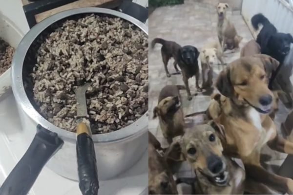 Homem viraliza ao gravar a reação dos cães de rua esperando por comida ... Homem viraliza ao gravar a reação dos cães de rua esperando por comida ...