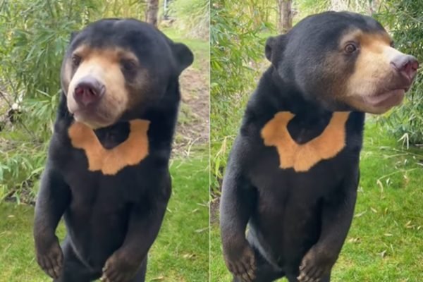 Zoo posta vídeo e brinca com polêmica de “urso fantasiado” na China ...