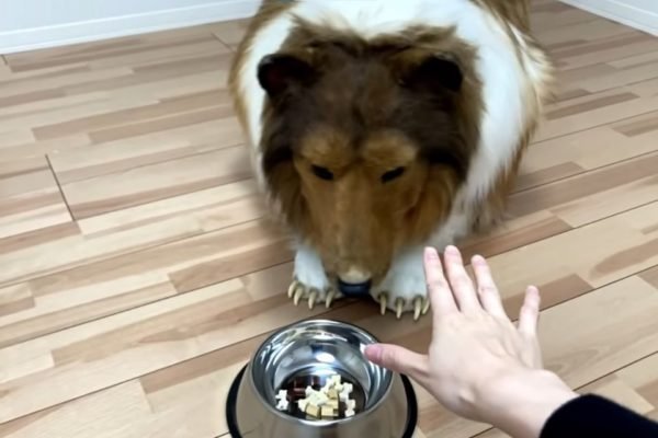 Homem que gastou R$ 76 mil para “ser cachorro” viraliza ao comer ração ... Homem que gastou R$ 76 mil para “ser cachorro” viraliza ao comer ração ...