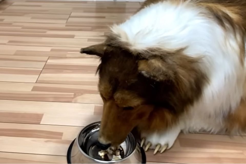 Homem que gastou R$ 76 mil para “ser cachorro” viraliza ao comer ração ... Homem que gastou R$ 76 mil para “ser cachorro” viraliza ao comer ração ...