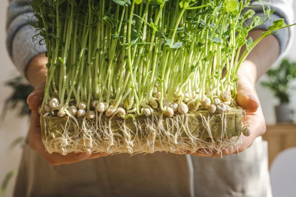 Microgreens evitam ganho de peso e são mais nutritivos, diz estudo ...