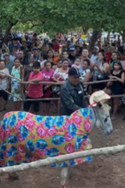 Concurso elege jumento mais enfeitado no interior do Ceará. Veja fotos ...