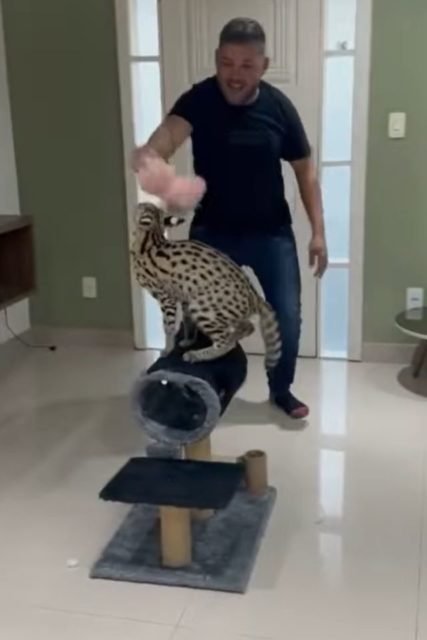 Conheça a raça de gato do rapper Oruam que pode custar até R$ 120 mil ...