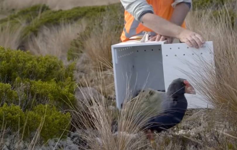 Ave pré-histórica e considerada extinta volta a habitar Nova Zelândia ...