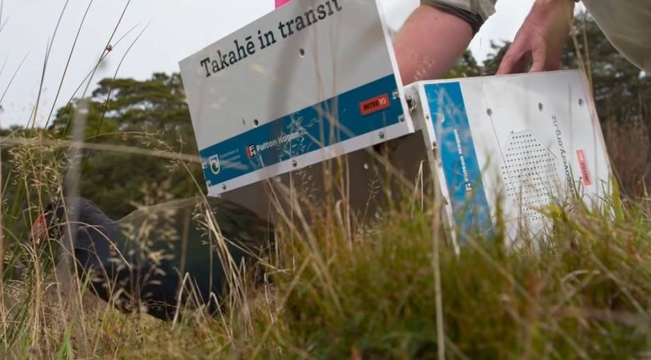 Ave pré-histórica e considerada extinta volta a habitar Nova Zelândia ...