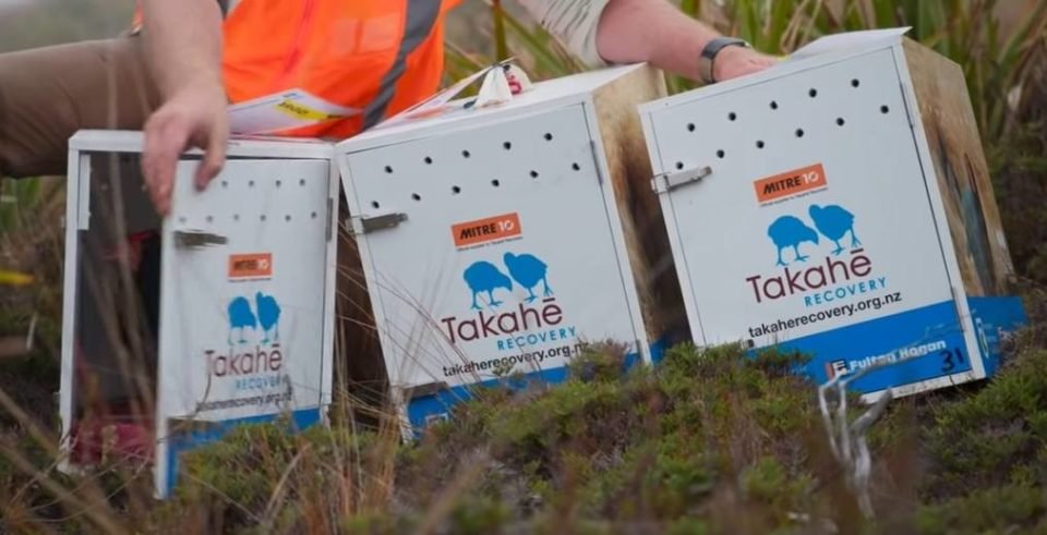 Ave pré-histórica e considerada extinta volta a habitar Nova Zelândia ...