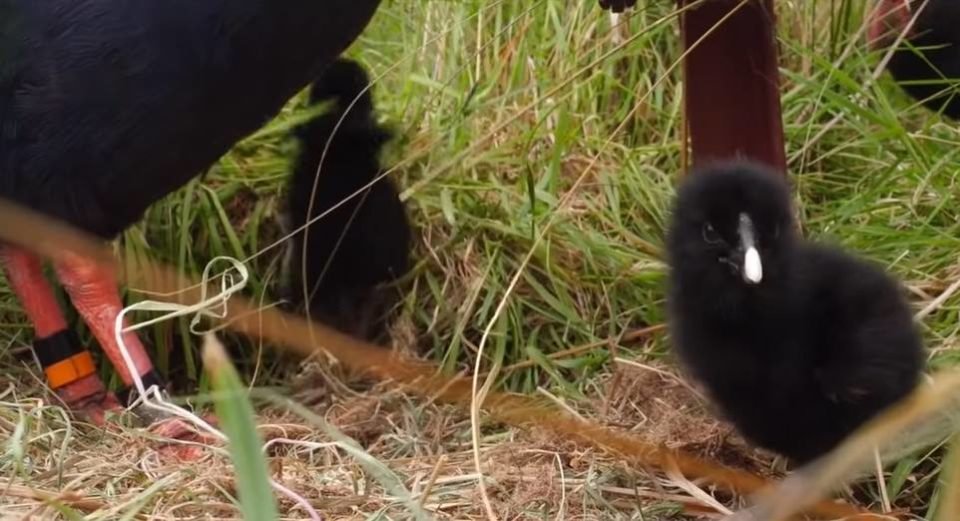 Ave pré-histórica e considerada extinta volta a habitar Nova Zelândia ...