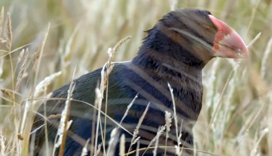 Ave pré-histórica e considerada extinta volta a habitar Nova Zelândia ...