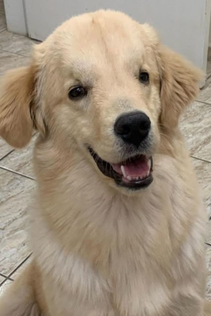 Tutora mostra rotina ao lado da cadela com hidrocefalia: “Muito amor ...