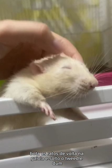 De pombo a cobra: jovem mostra como é cuidar de 60 pets ao mesmo tempo ...