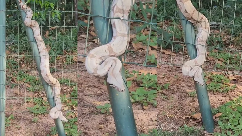 Vídeo: deputado de MS filma jiboia em cerca da assembleia legislativa ...